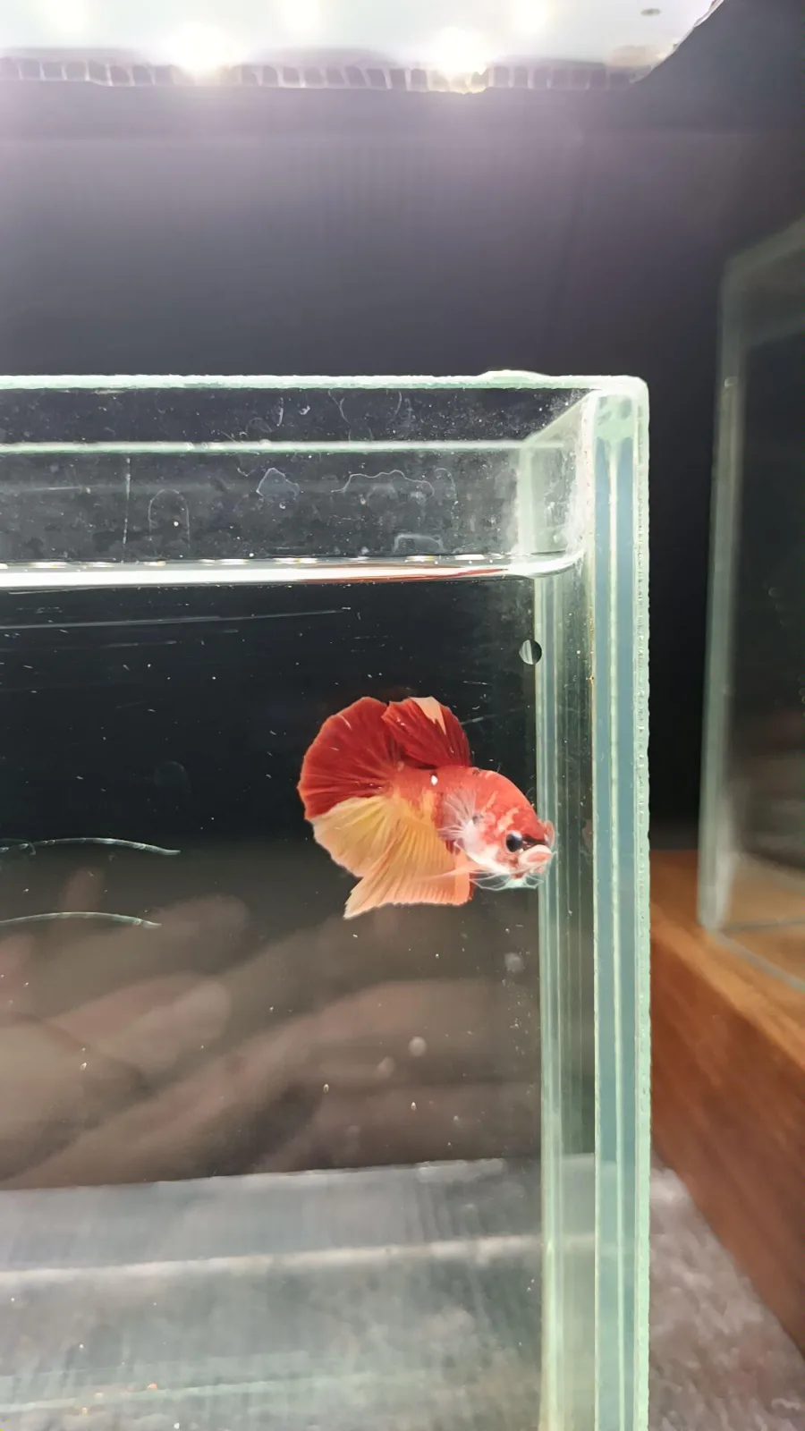 Betta Fish for Sale Worldwide | Premium Thai Betta Marketplace | Bettavaro